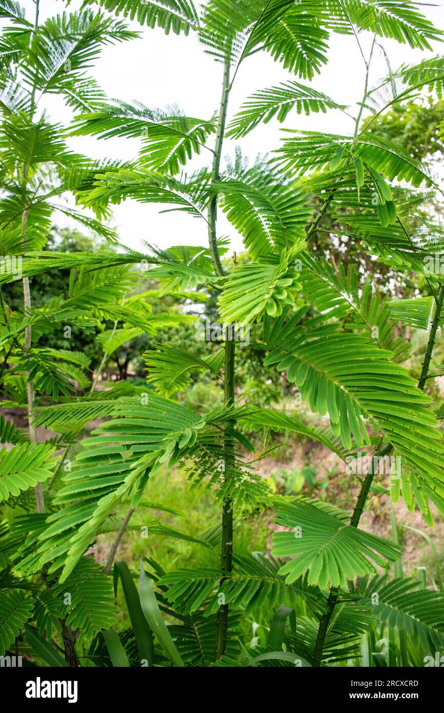 Fresh green climbing wattle growing in the farm.Thai name called Ton ...
