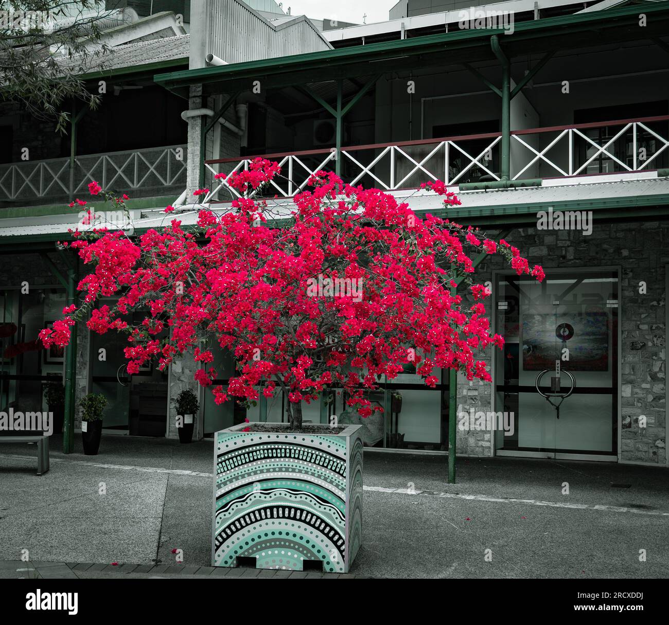 Beautifully vivid pink colors of a Bougainvillea tree in the Darwin ...