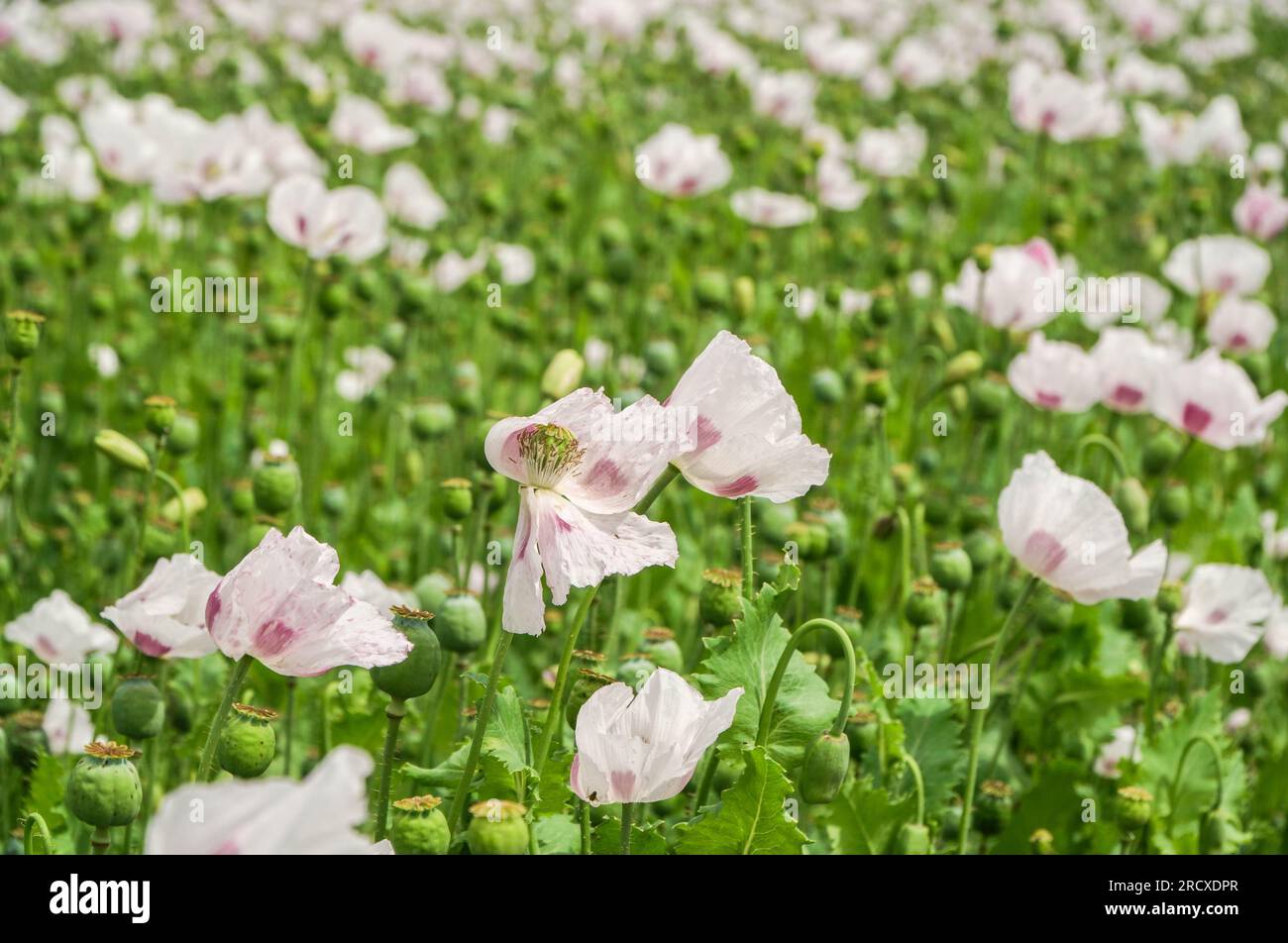 Opium poppy (Papaver somniferum) grown in the Shropshire countryside ...
