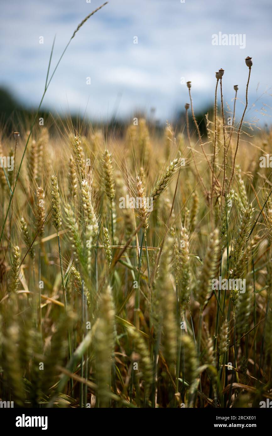Ripe golden yellow wheat field in Europe. Top view, no people Stock ...