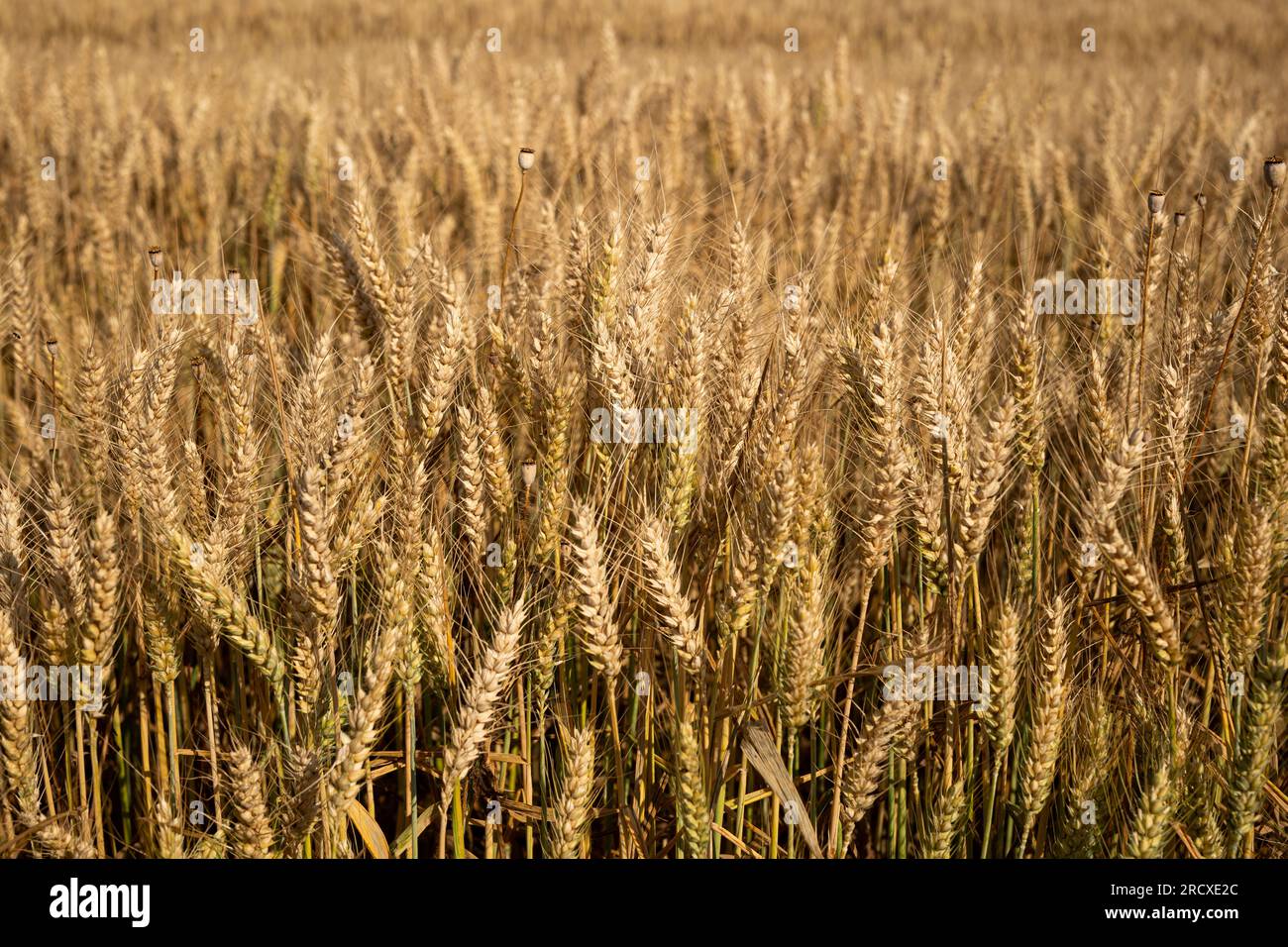 Ripe golden yellow wheat field in Europe. Top view, no people Stock ...