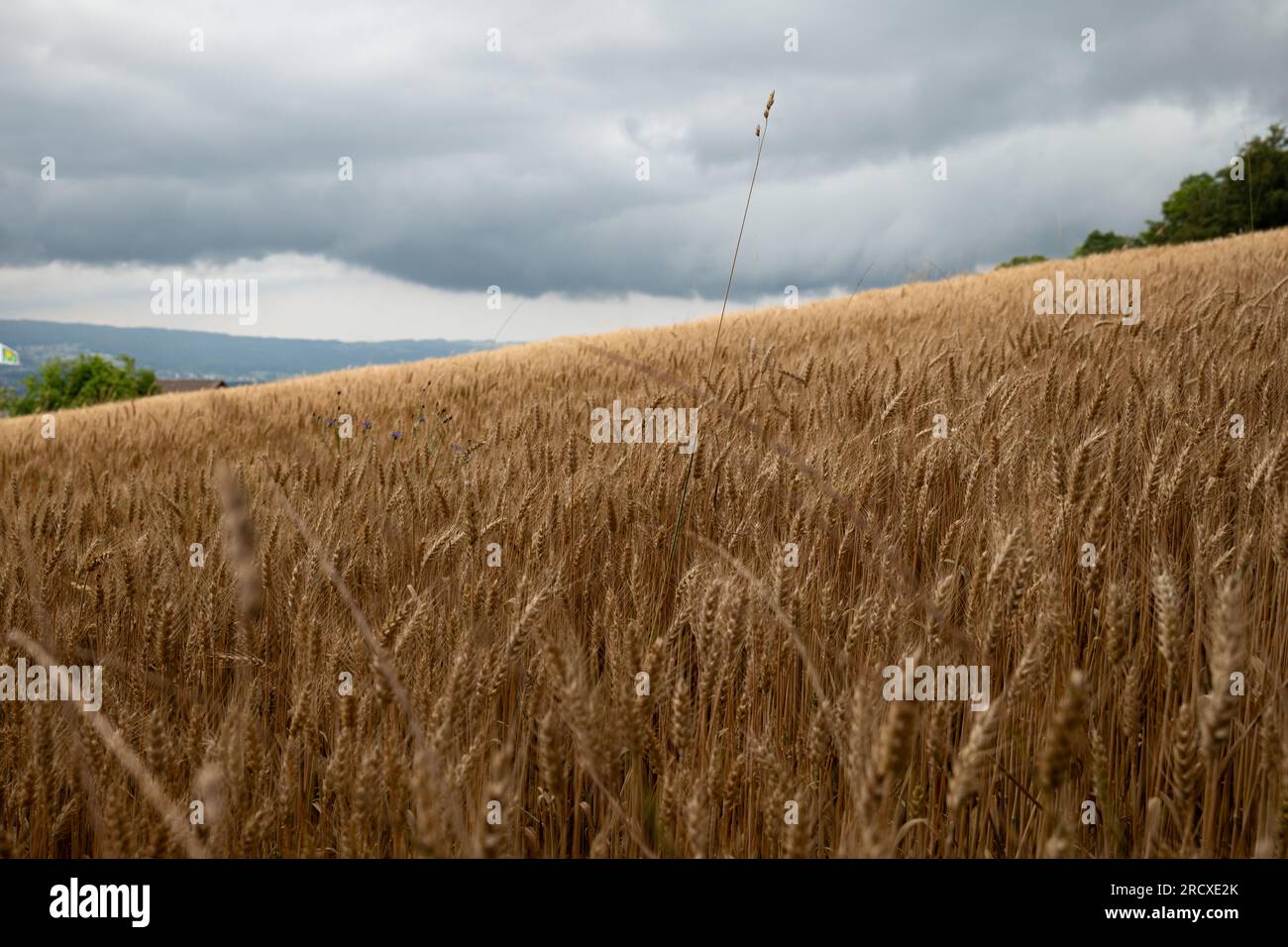 Ripe golden yellow wheat field in Europe. Top view, no people Stock ...