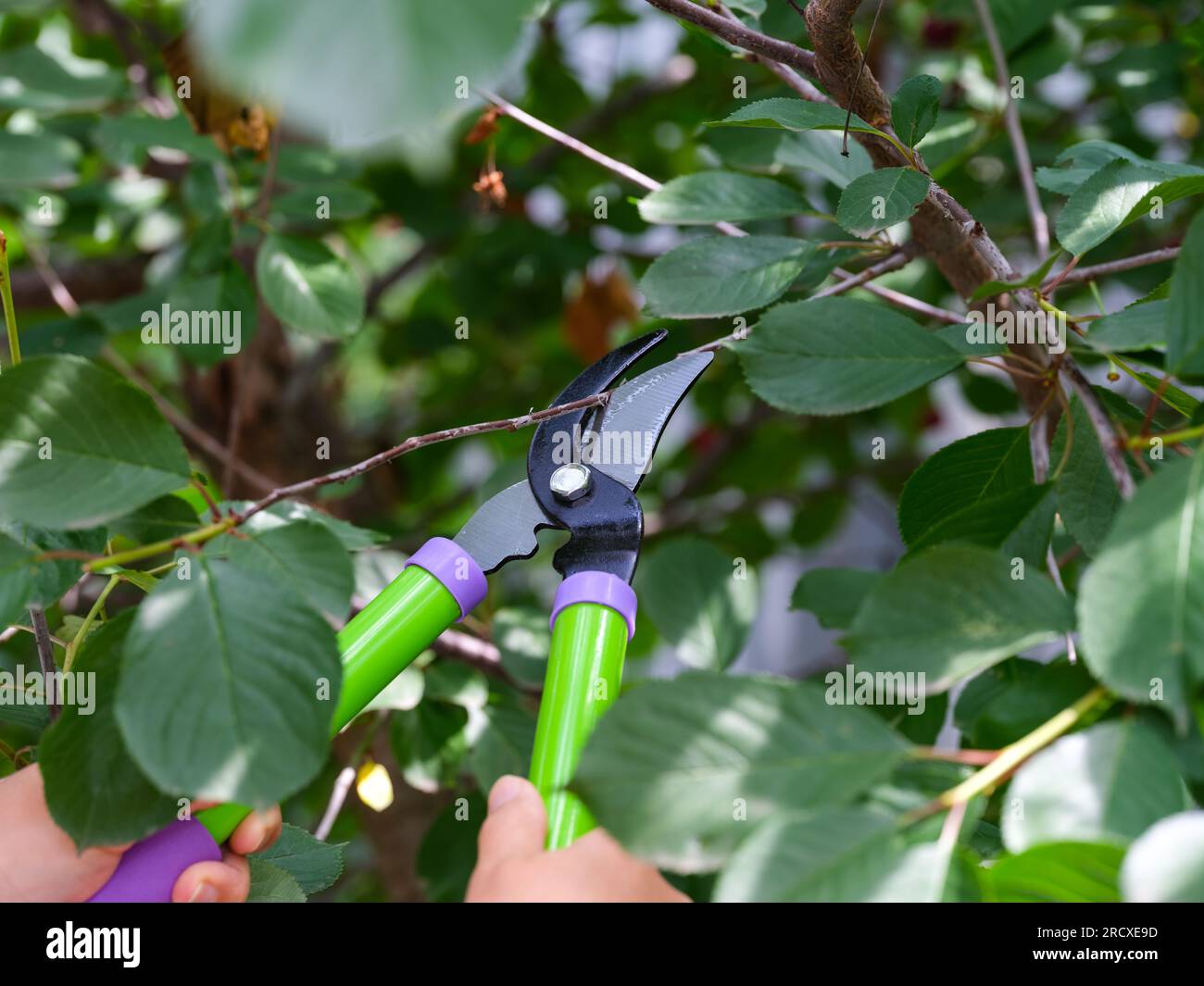 Garden shears in woman hands being used to cut a branch of a plant ...