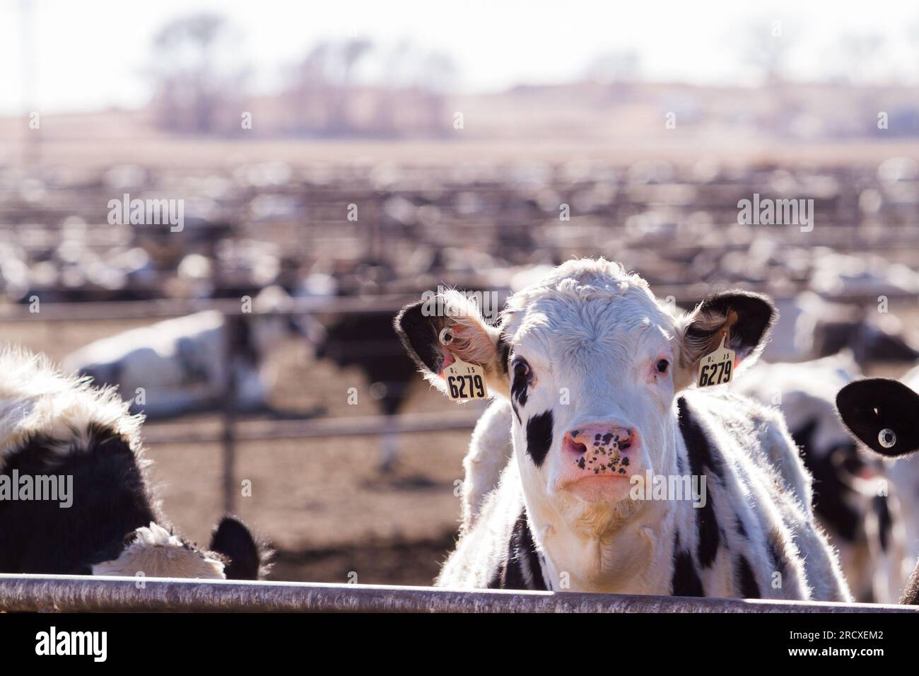 Cattle in outdoor feedlot Stock Photo - Alamy