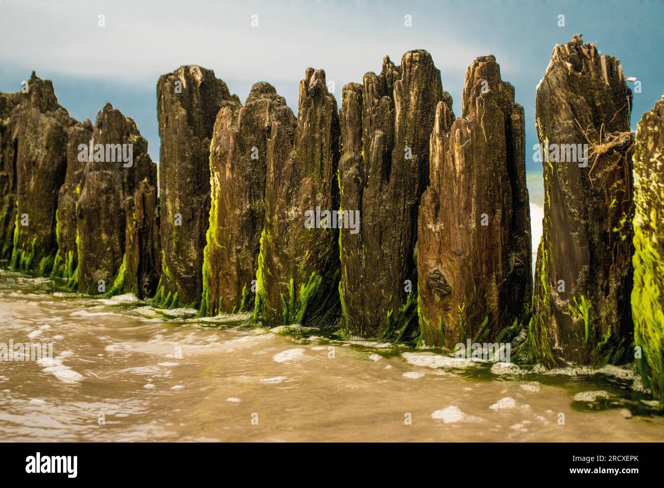 Wooden breakwater stacks. Lichens on wood standing in water Stock Photo ...