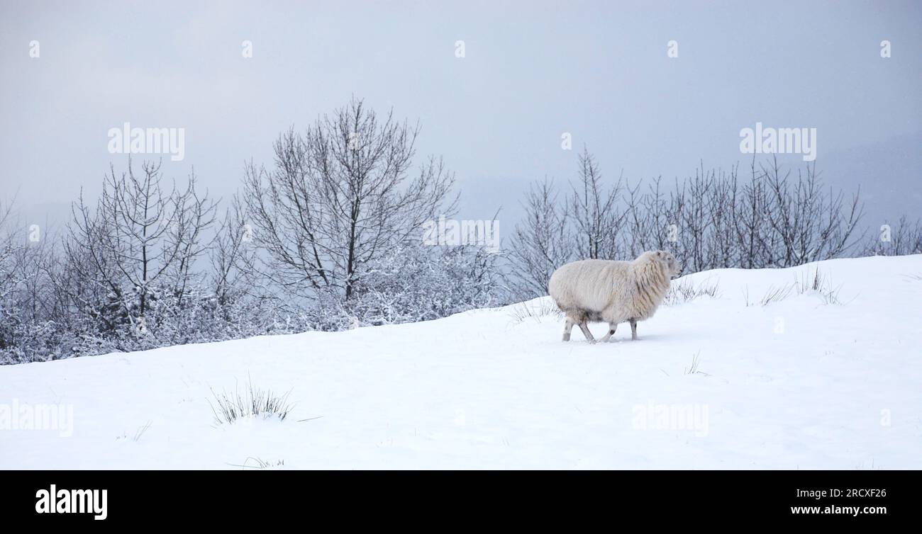 A lone sheep in a snowy field Stock Photo - Alamy