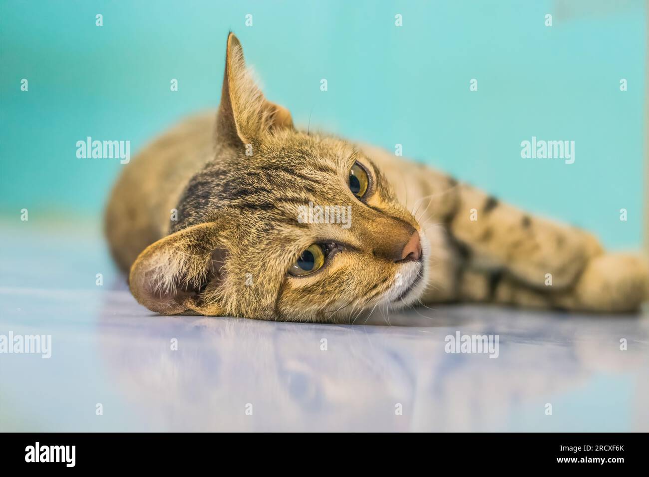 Animal looking sideways hi-res stock photography and images - Alamy
