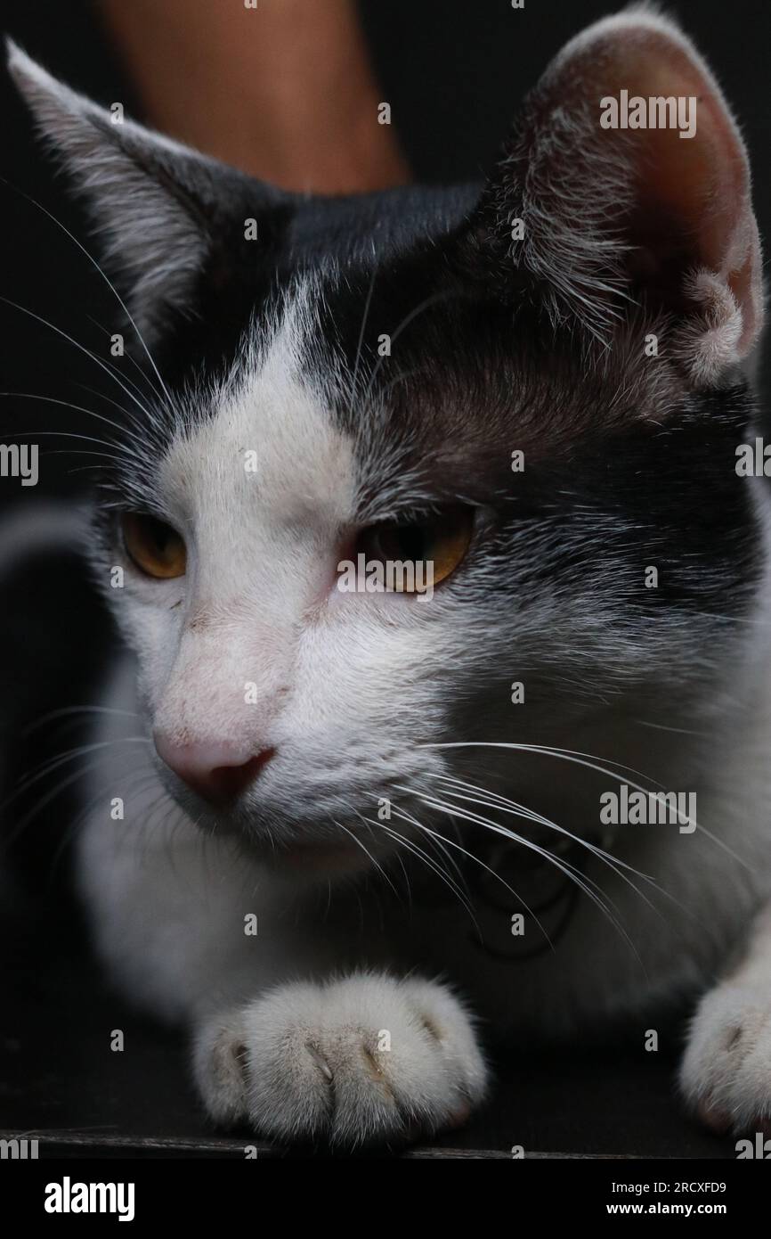 Sakura cats hi-res stock photography and images - Alamy