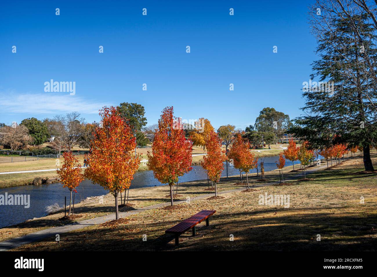 Colourful red leaves on deciduous trees, Quart Pot Creek, Stanthorpe ...