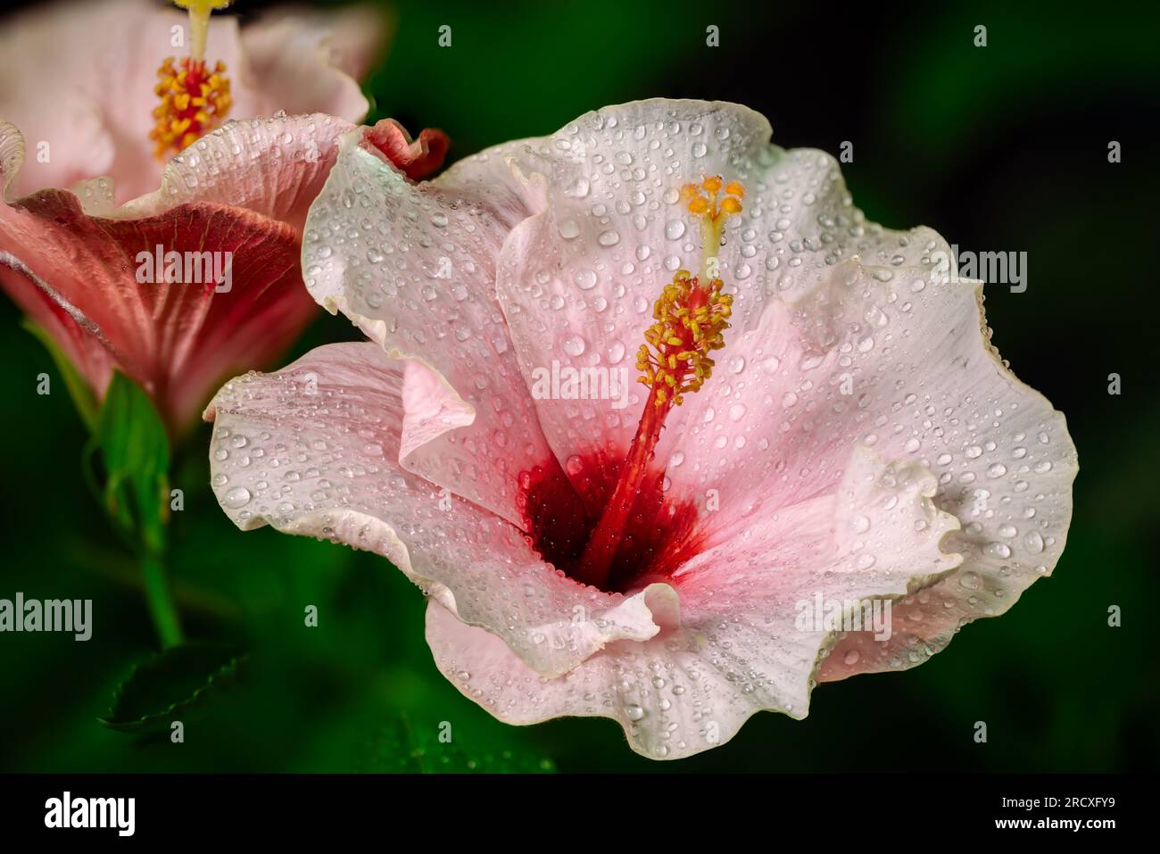 A close up reveals the radiant glory of a white pink hibiscus. Its bold ...