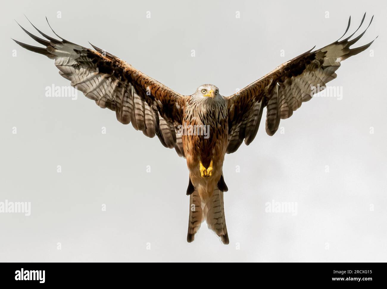A red kite in an angelic pose. WALES; UK: AN INCREDIBLE photograph ...
