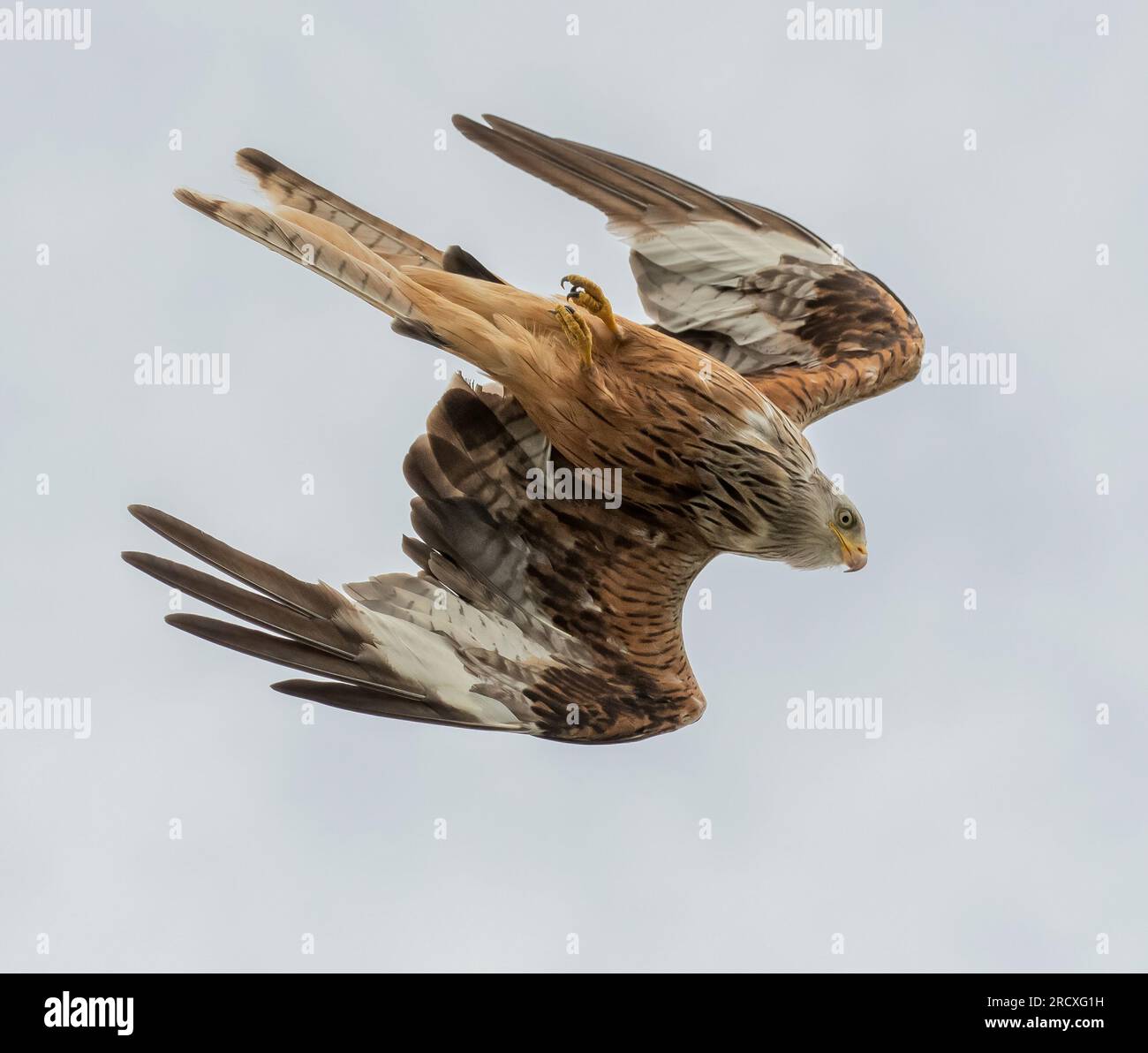 A red kite in a dive. WALES; UK: AN INCREDIBLE photograph shows one of ...