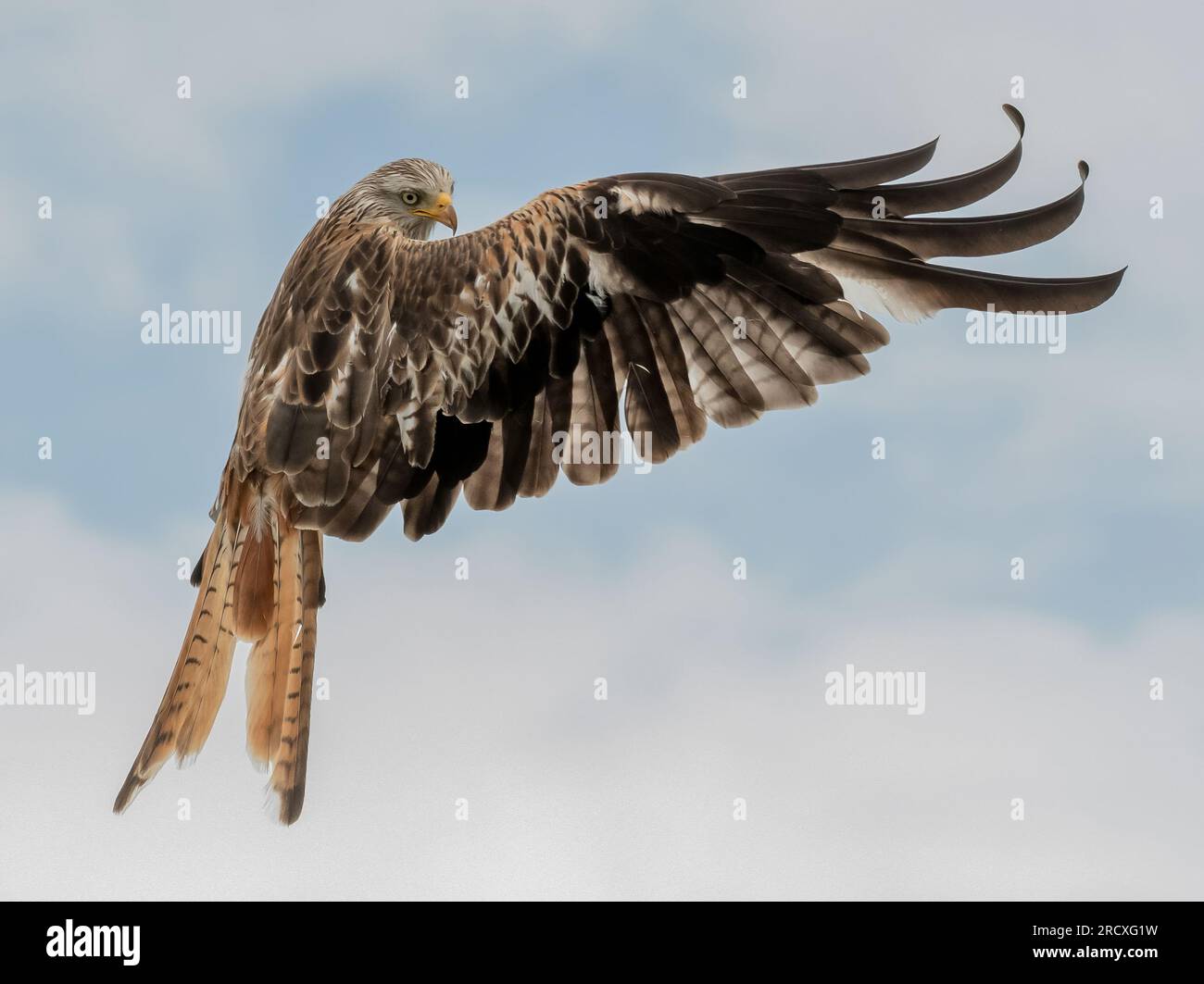 A red kite climbing the skies. WALES; UK: AN INCREDIBLE photograph ...