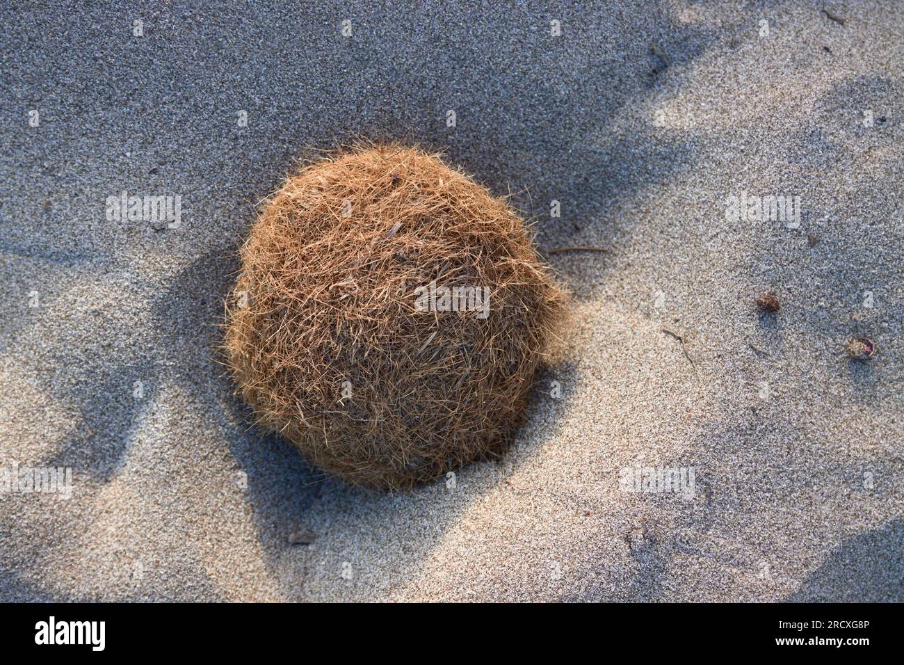 Neptune's ball formed by the remains of Posidonia oceanica, an endemic ...