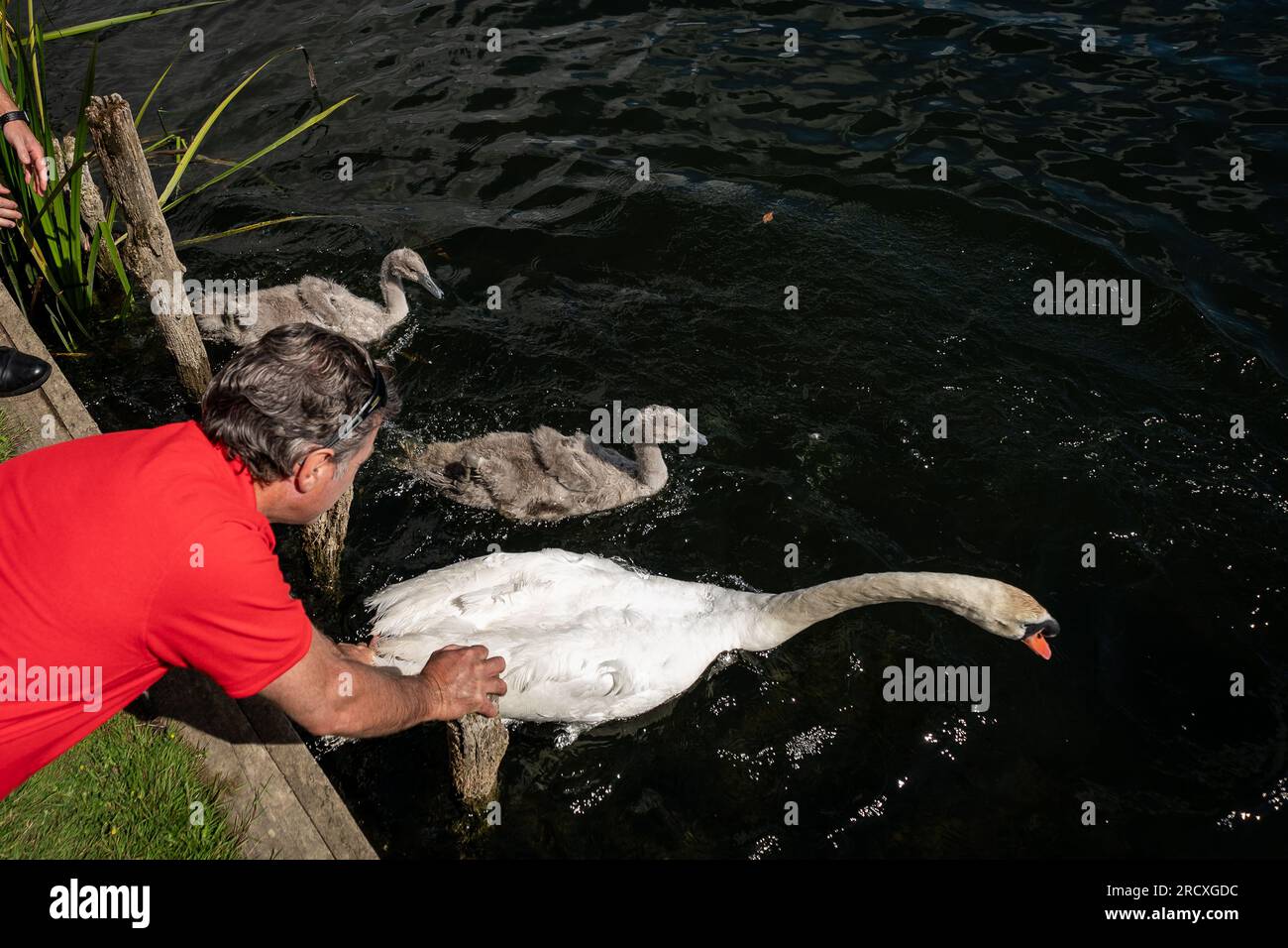 The Swan Uppers measure one of the birds during the ancient tradition ...