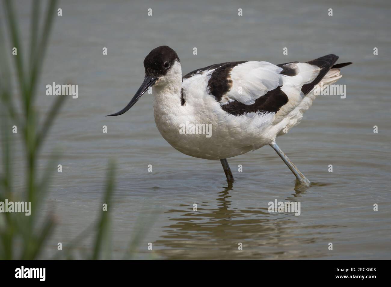 Avocet (Recurvirostra avosetta) at RSPB Frampton Marsh, Lincolnshire ...