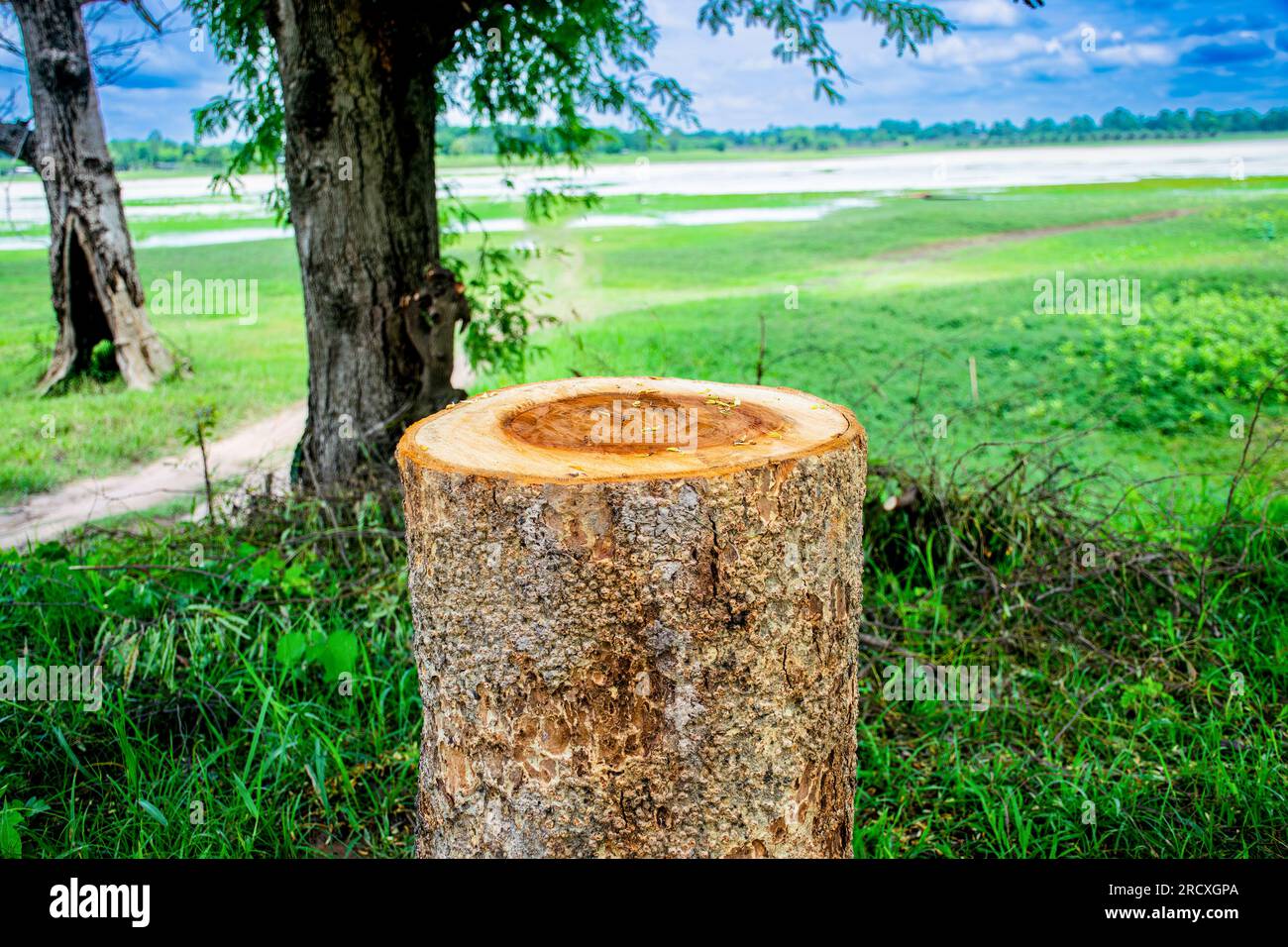 Wooden product display podium with green nature garden background.Round ...