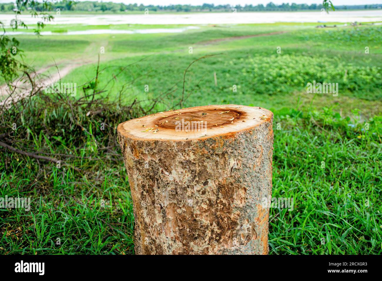 Wooden product display podium with green nature garden background.Round ...