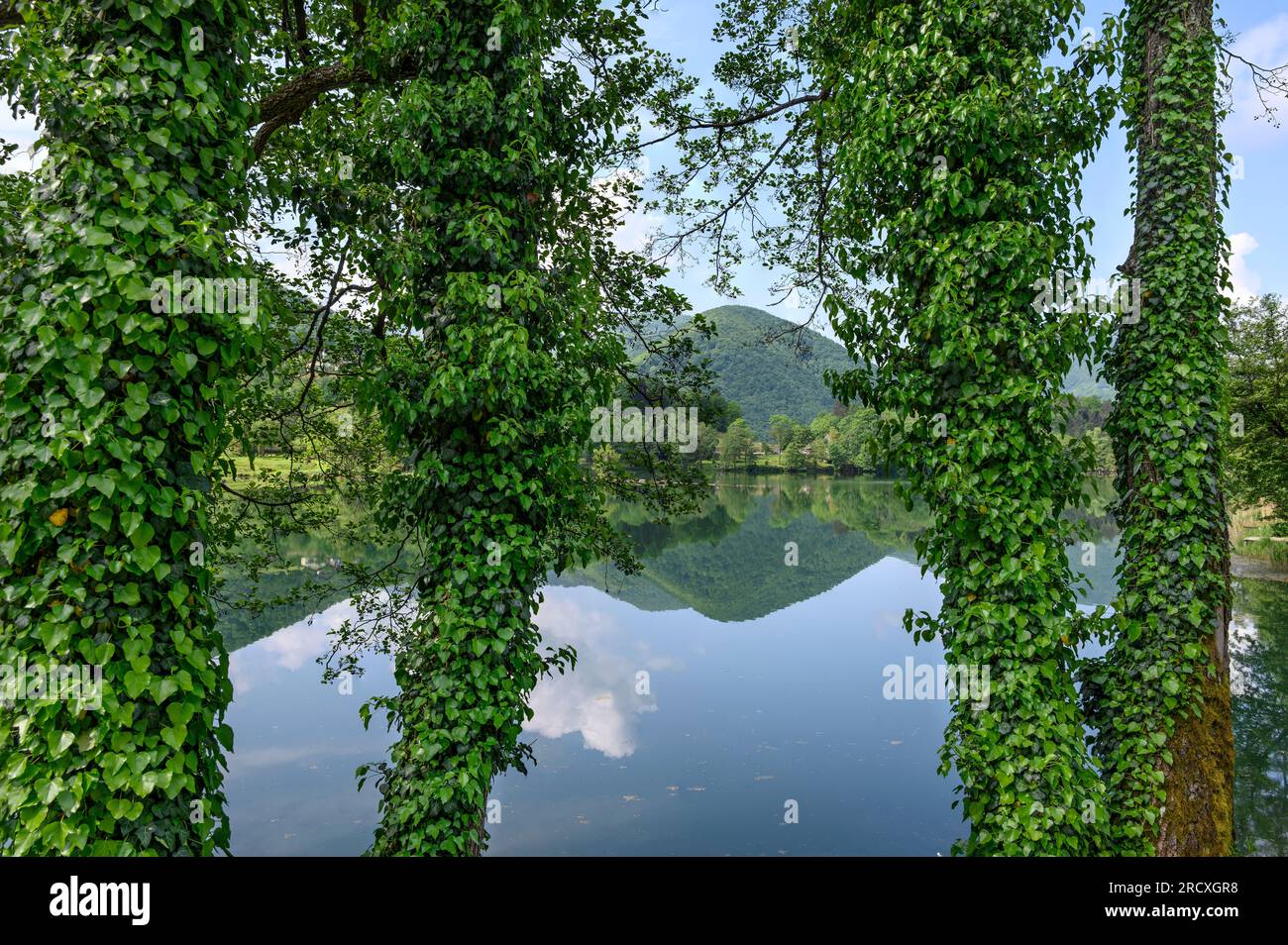 Tree trunks covered in ivy on the bank of Pliva lake on the outskirts ...