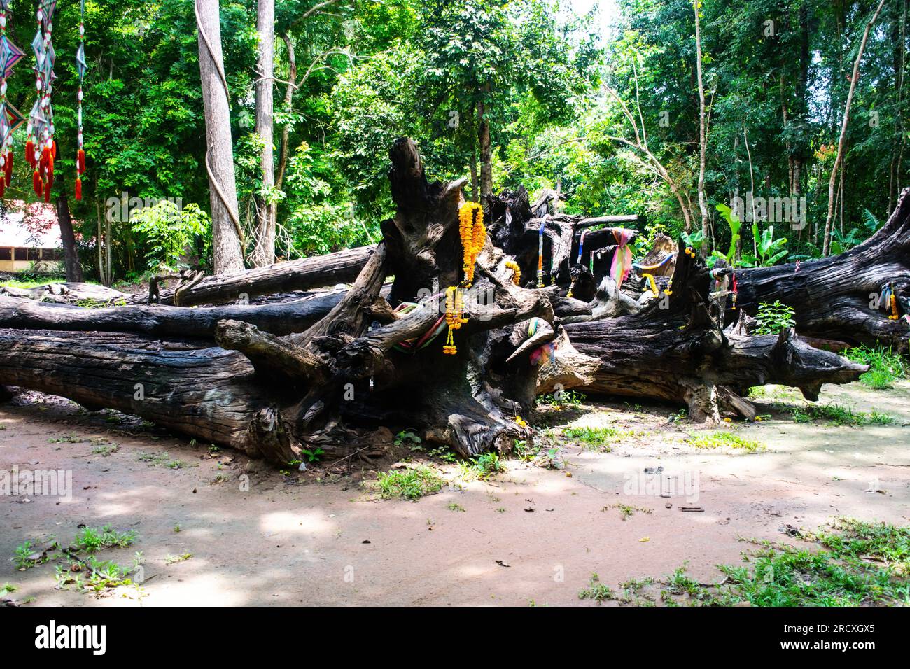 Giant Takian, Thai's believed spirit tree decorated by three color of ...