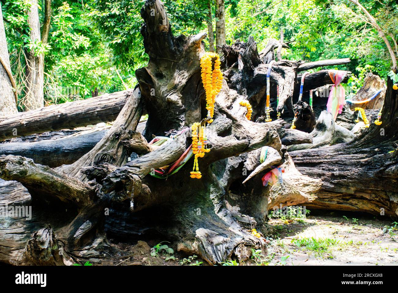 Giant Takian, Thai's believed spirit tree decorated by three color of ...