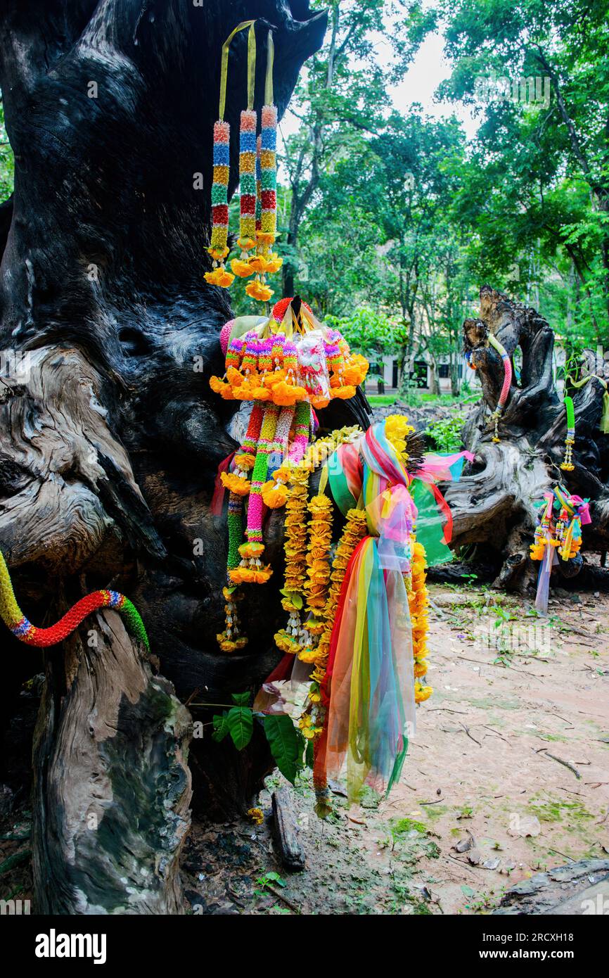 Giant Takian, Thai's believed spirit tree decorated by three color of ...