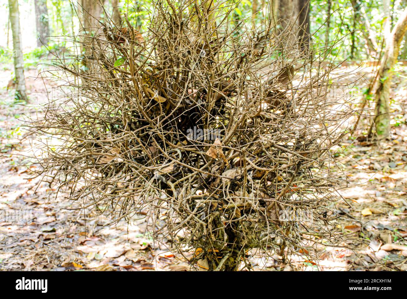 Closeup twigs dry leaves hi-res stock photography and images - Alamy
