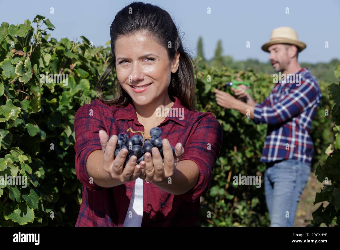 Woman showing grapes in hi-res stock photography and images - Alamy