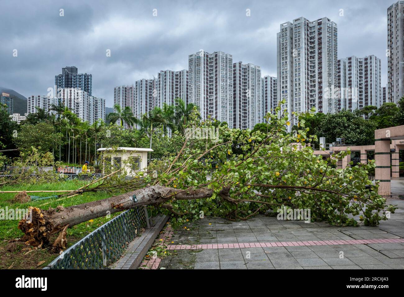 A fallen tree in Quarry Bay Park during Typhoon Talim in Hong Kong ...
