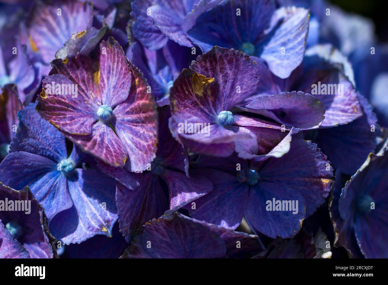 Macro image, blue hydrangea flower background Stock Photo - Alamy