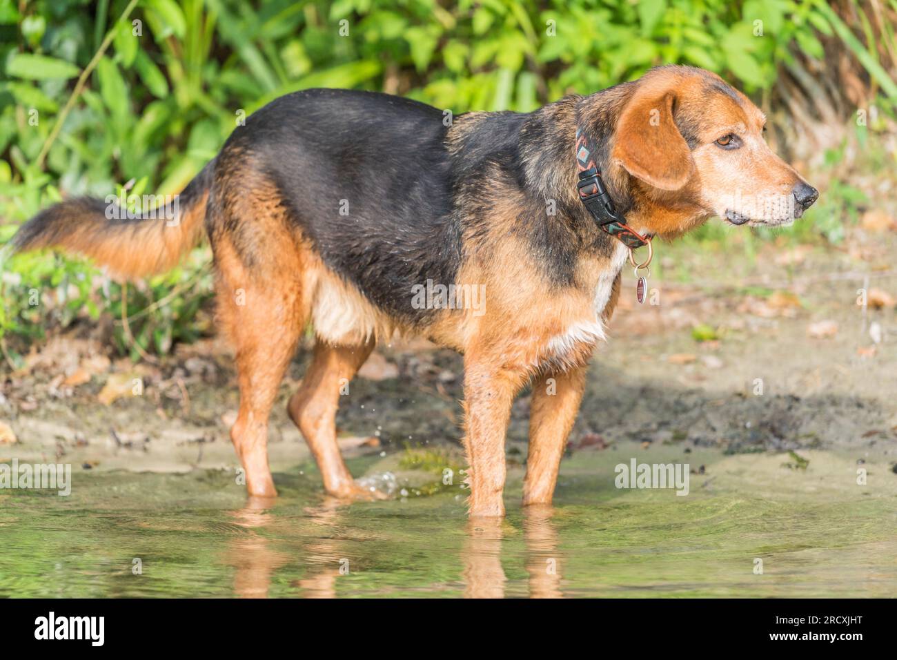 serbian hound dog playing in the lake to cool off from the heat in the ...