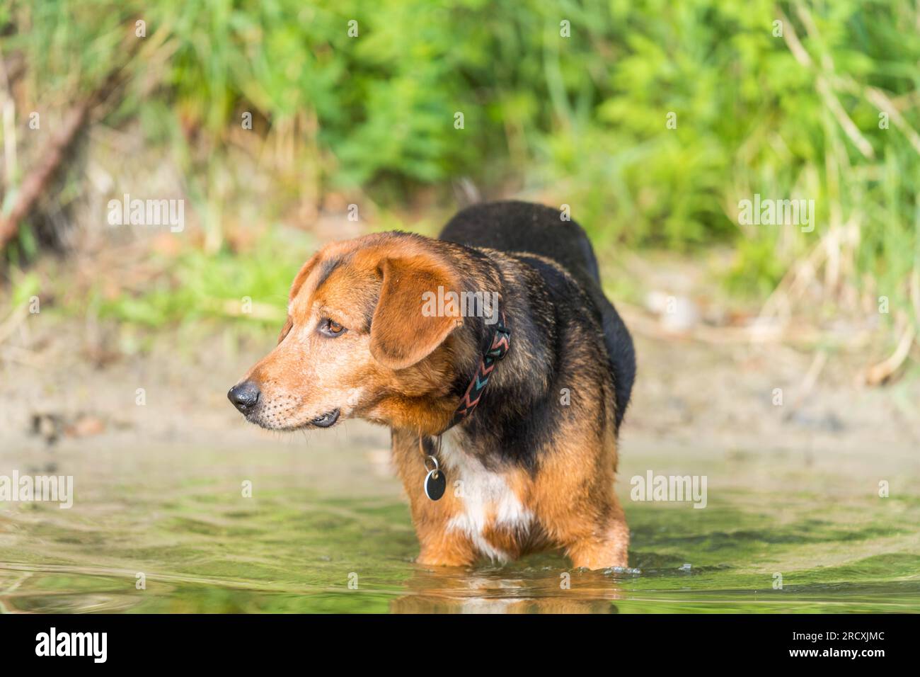 Captivating photo of a happy Serbian Hound Dog cooling off in a serene ...