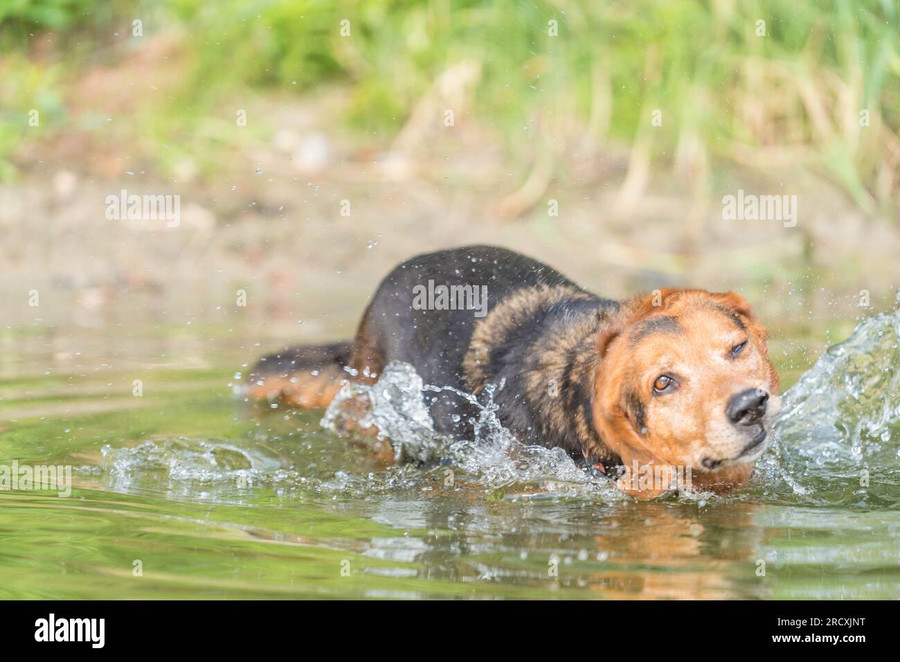 Captivating photo of a happy Serbian Hound Dog cooling off in a serene ...