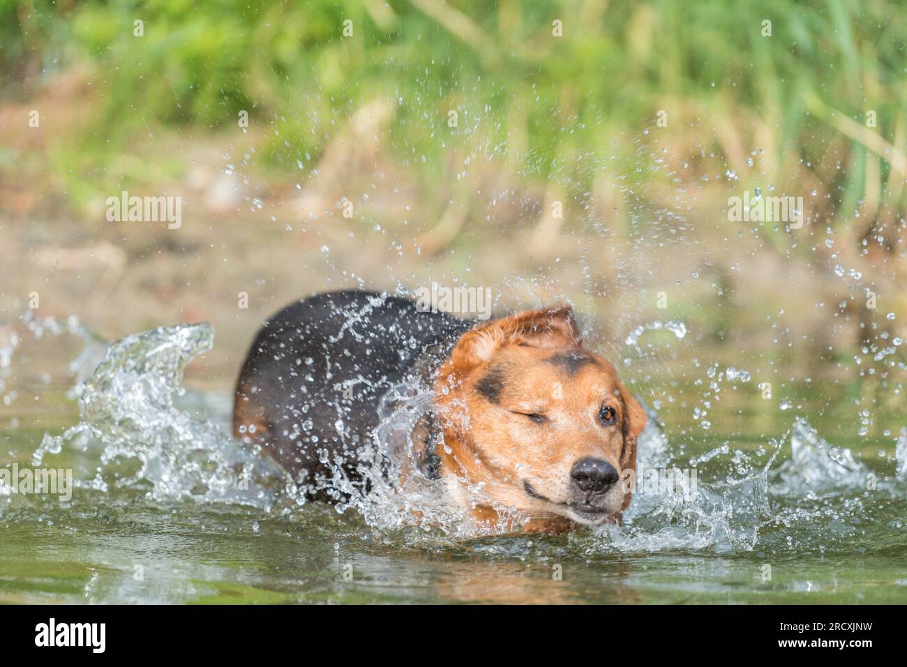 Captivating photo of a happy Serbian Hound Dog cooling off in a serene ...