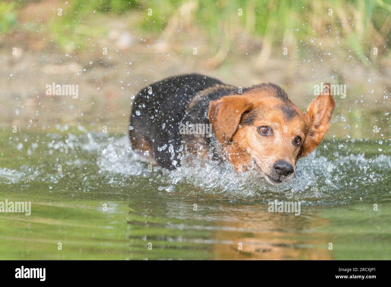 Captivating photo of a happy Serbian Hound Dog cooling off in a serene ...