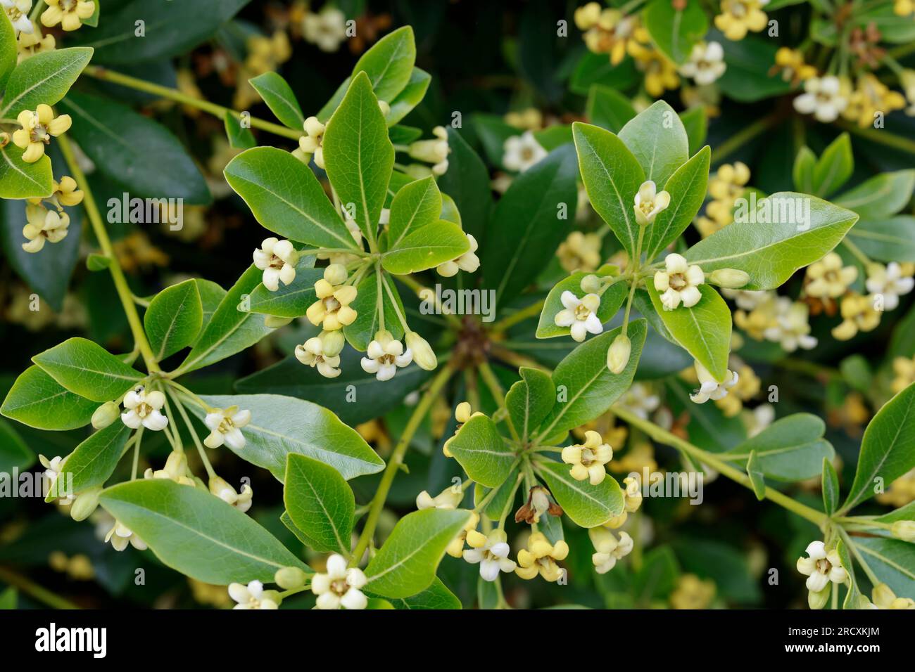 Chinesischer Klebsame, Pittosporum tobira, Australian laurel, Japanese ...