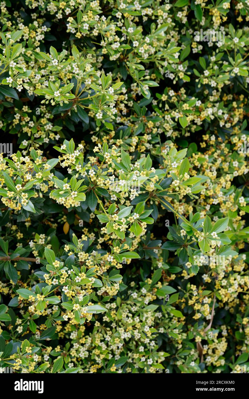 Chinesischer Klebsame, Pittosporum tobira, Australian laurel, Japanese ...