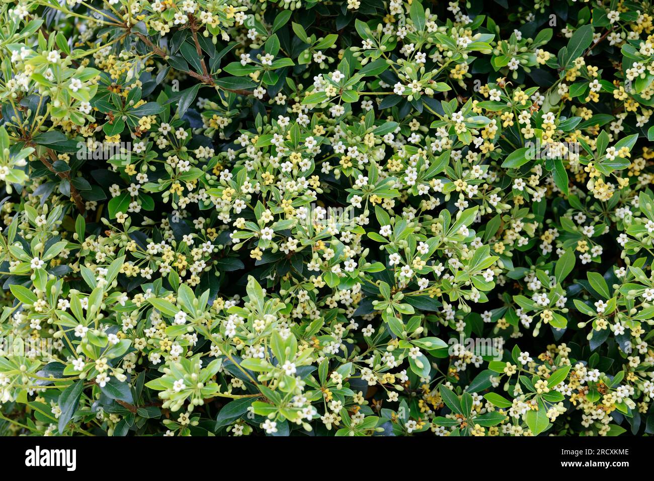 Pittospore du japon hi-res stock photography and images - Alamy