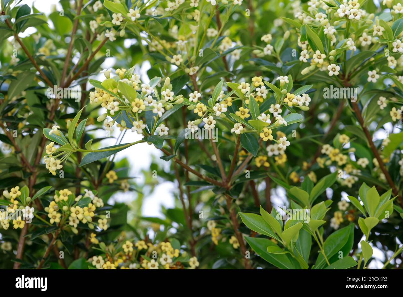 Chinesischer Klebsame, Pittosporum tobira, Australian laurel, Japanese ...