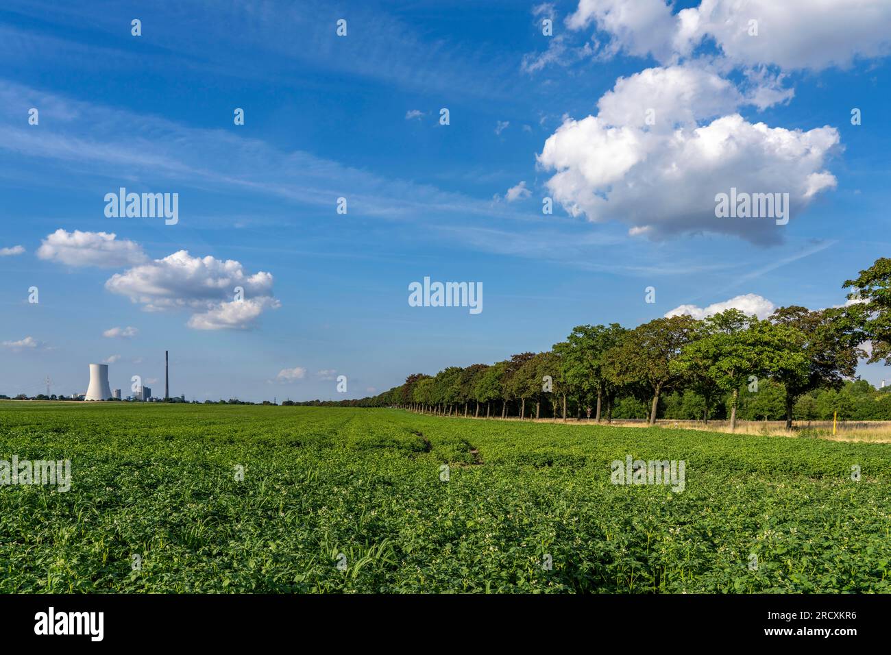 Tree-lined avenue of Binsheimer Straße, Duisburg-Baerl, fields on the ...
