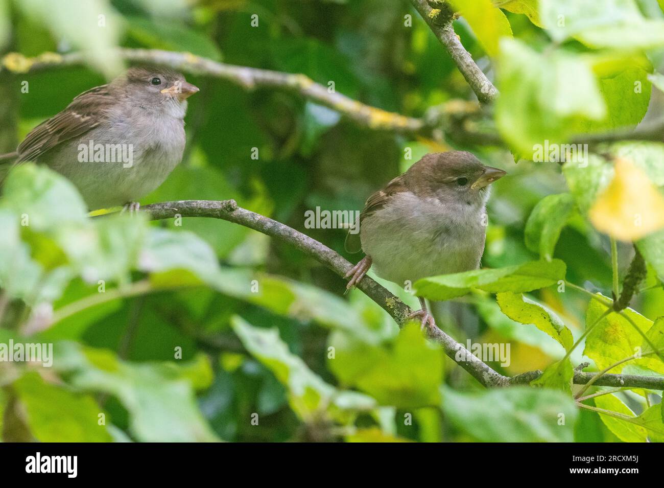 Juvenile House Sparrow (Passer domesticus Stock Photo - Alamy