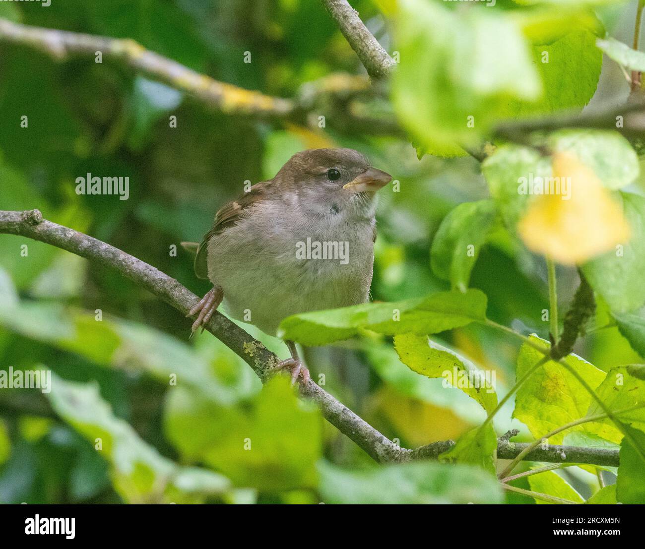 Juvenile house sparrow hi-res stock photography and images - Alamy