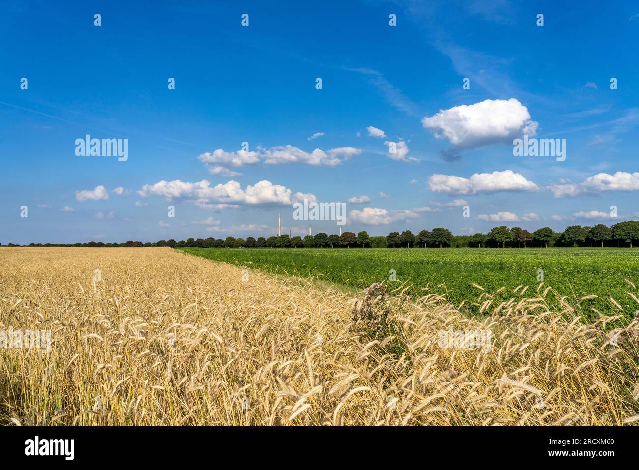 Tree-lined avenue of Binsheimer Straße, Duisburg-Baerl, fields on the ...