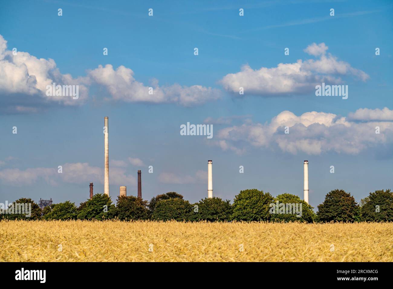 Tree-lined avenue of Binsheimer Straße, Duisburg-Baerl, fields on the ...