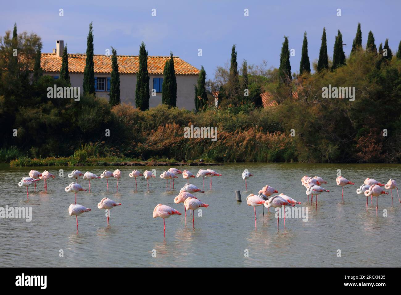 Camargue natural region in southern France. Ramsar wetland known for ...