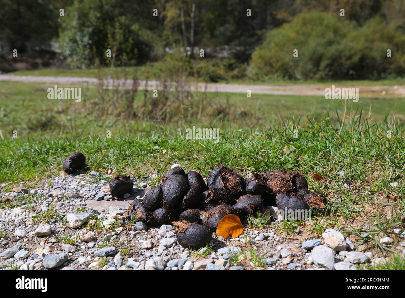 Donkey or mule droppings - animal feces in the grass. French ...