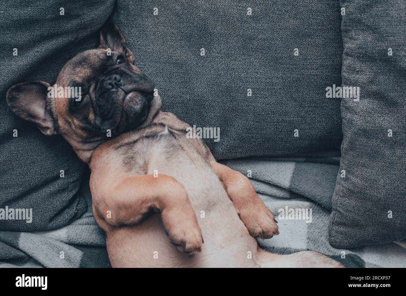 Bulldog Puppy Sleeping On Back