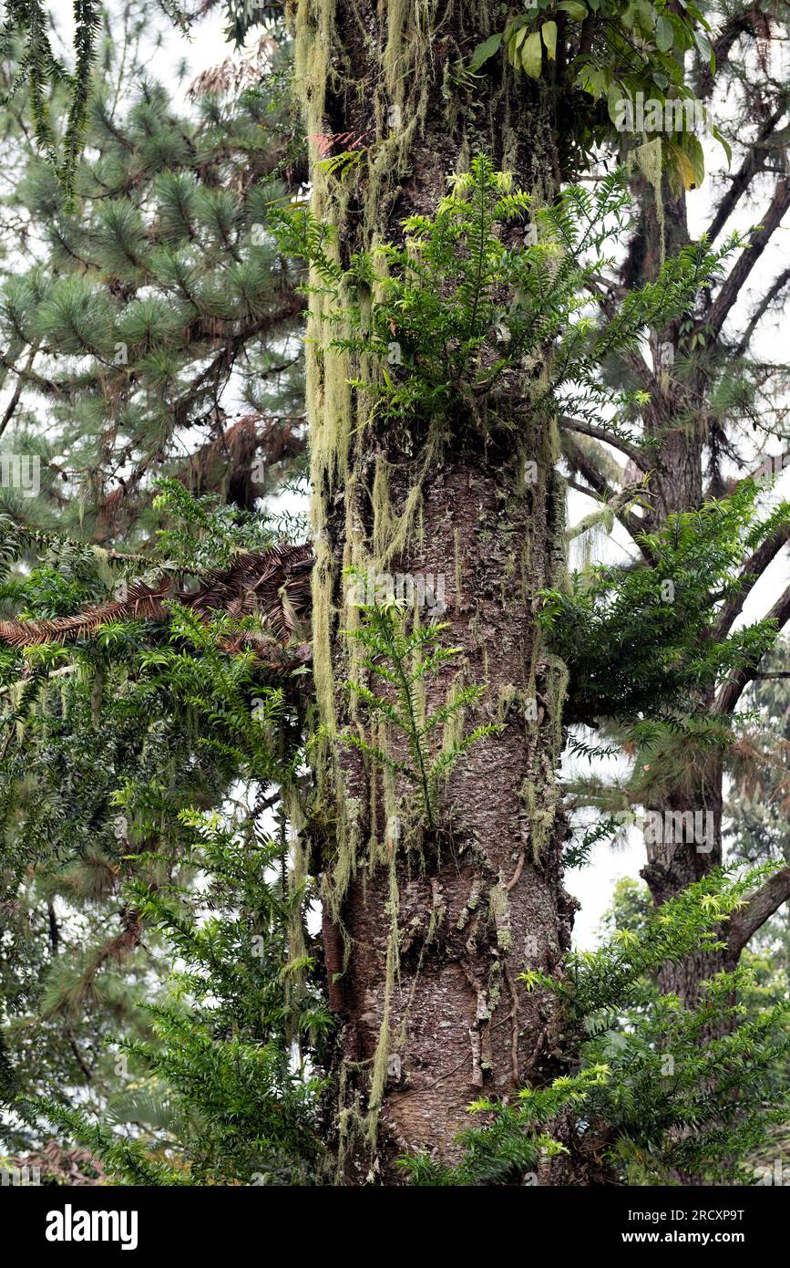 Parasite Consuming an Aged Tree - Old tree in mountain covered with ...