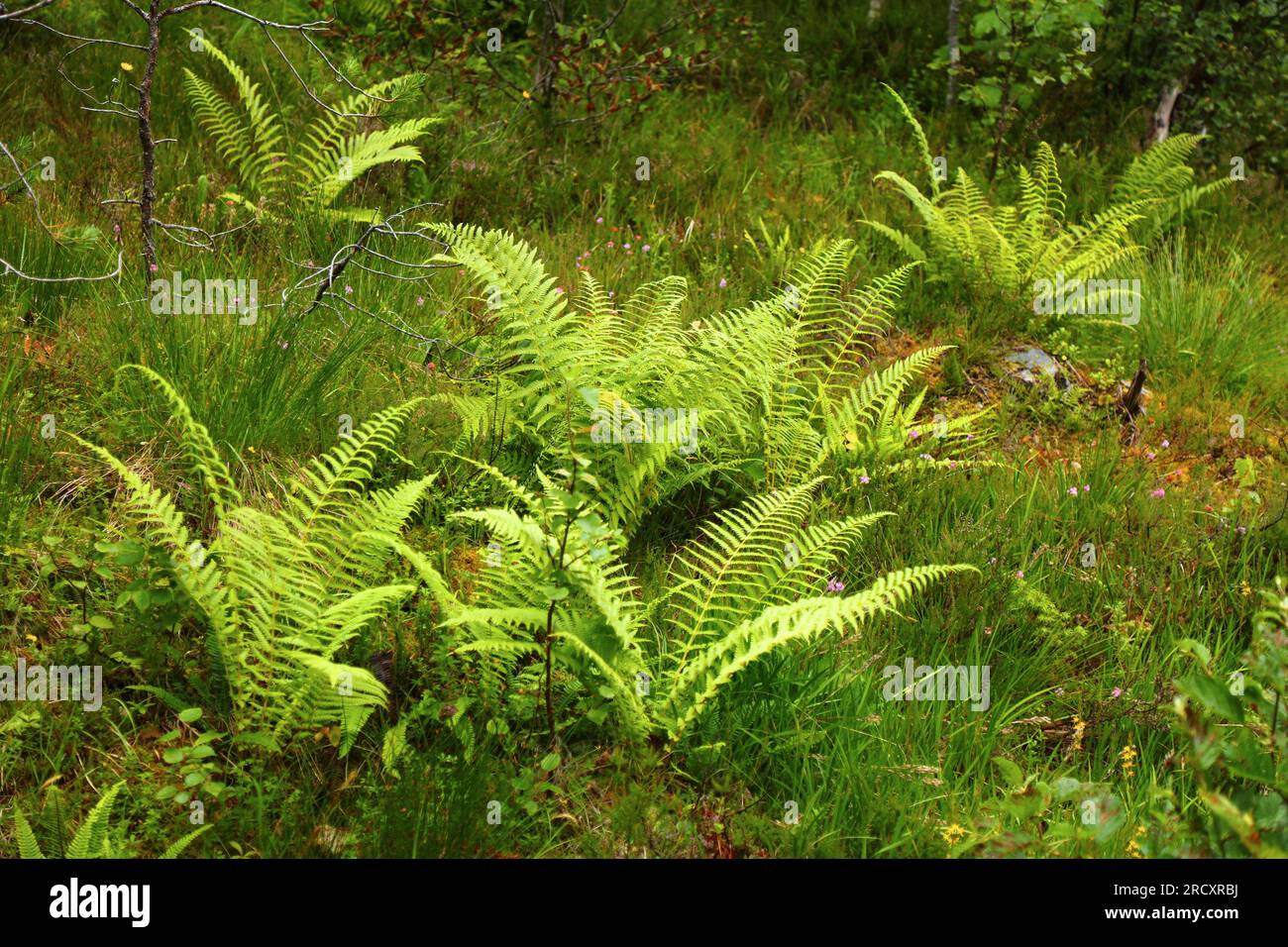 Fern natural background in Norway. Plant and forest background Stock ...