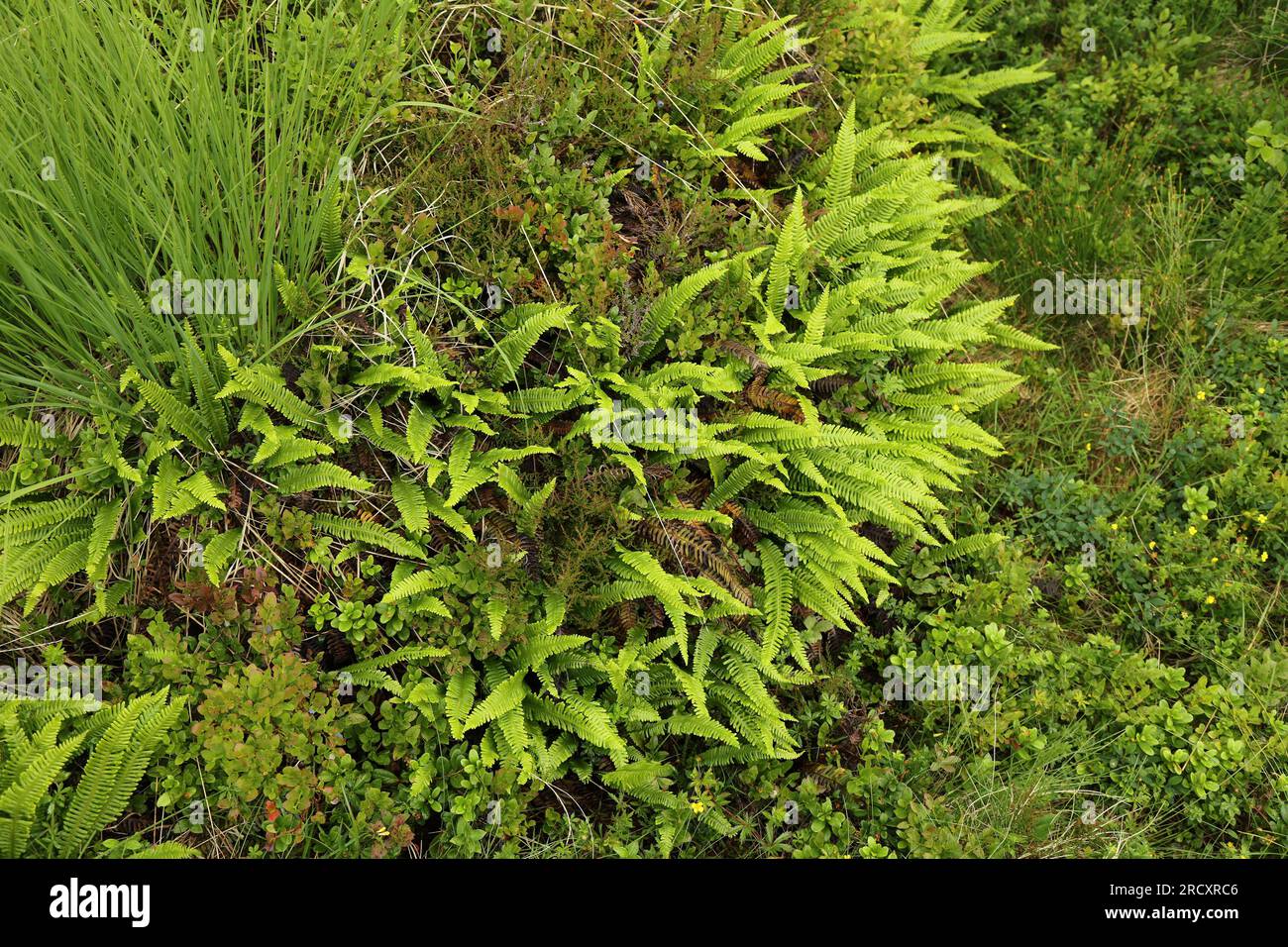 Natural background in Norway. Green plant texture. Fern background with ...
